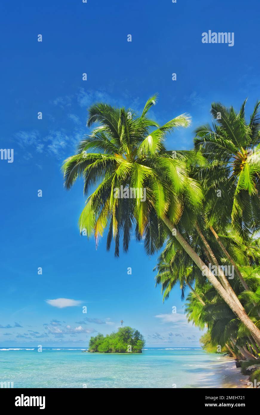 Palm trees over an empty tropical beach Stock Photo - Alamy