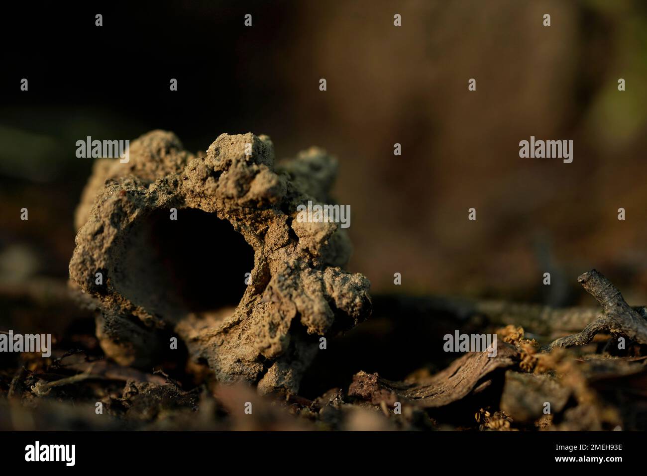 A cicada turret is seen at he base of an oak tree Tuesday, May 4, 2021 ...