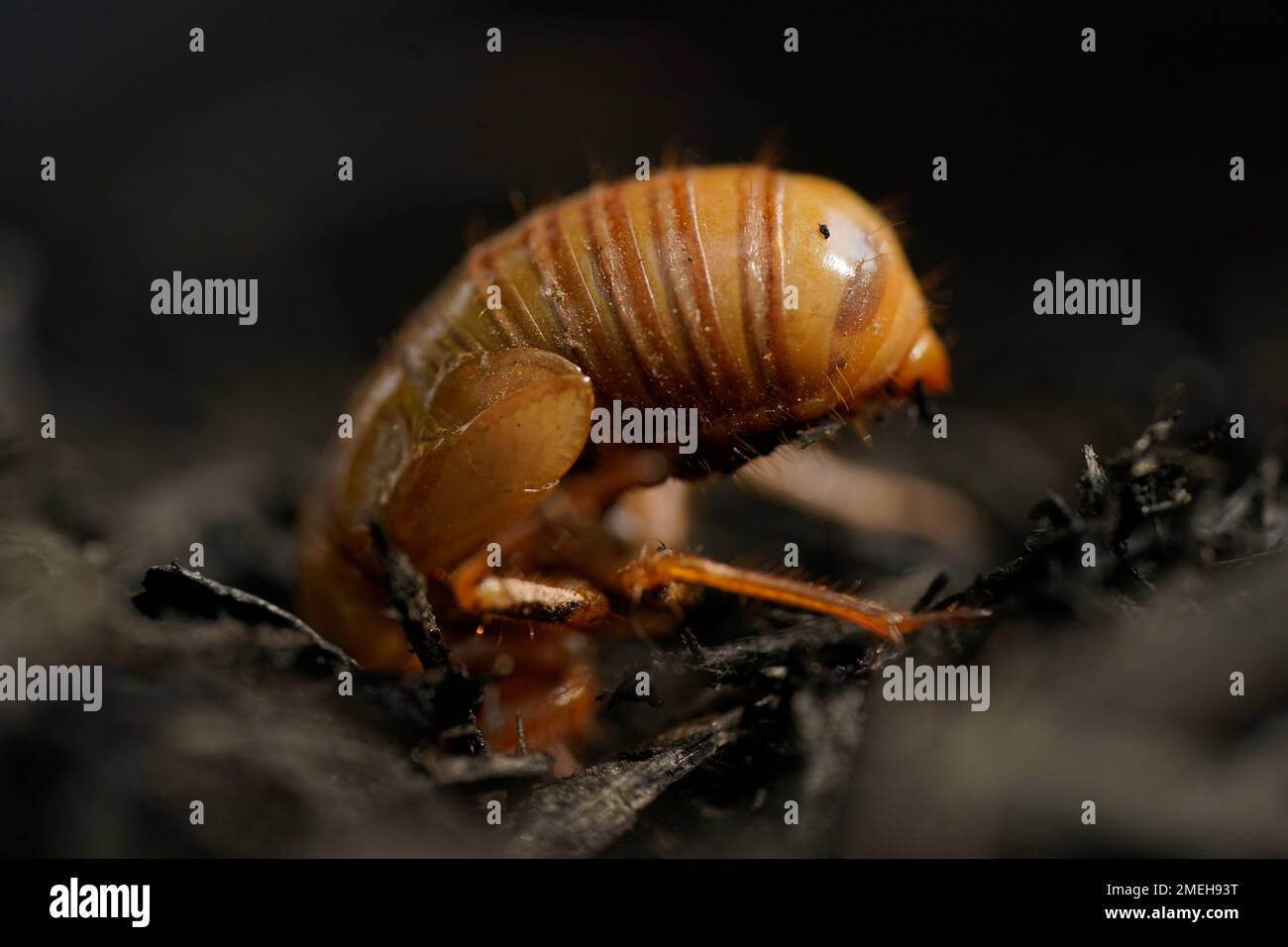 The abdomen of a cicada nymph stick out of mulch and soil, Sunday, May ...