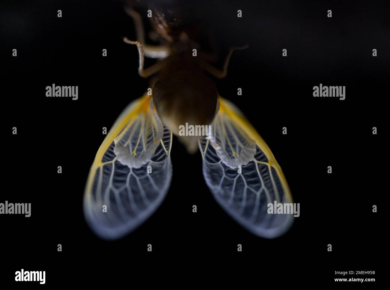 Translucent wing of an adult cicada just after shedding its nymphal ...