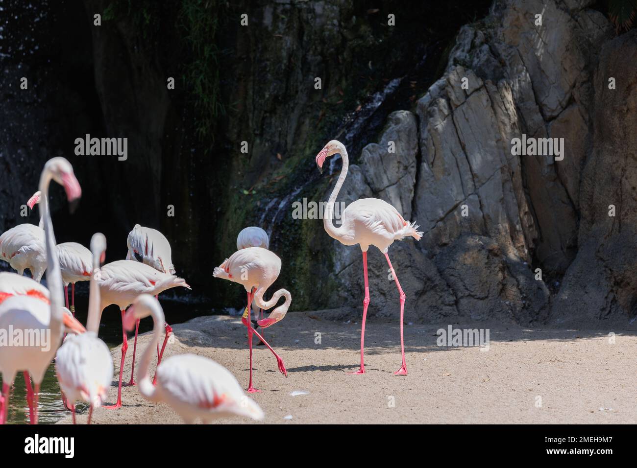 Group of Flamingos, a type of Wading Bird in the Family ...