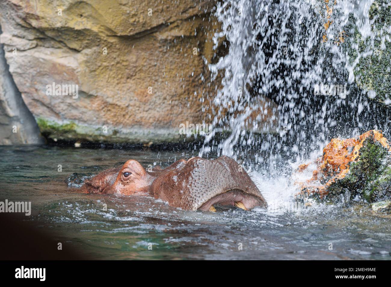 Two Hippos Playing with each Other immersed in Water opening their ...