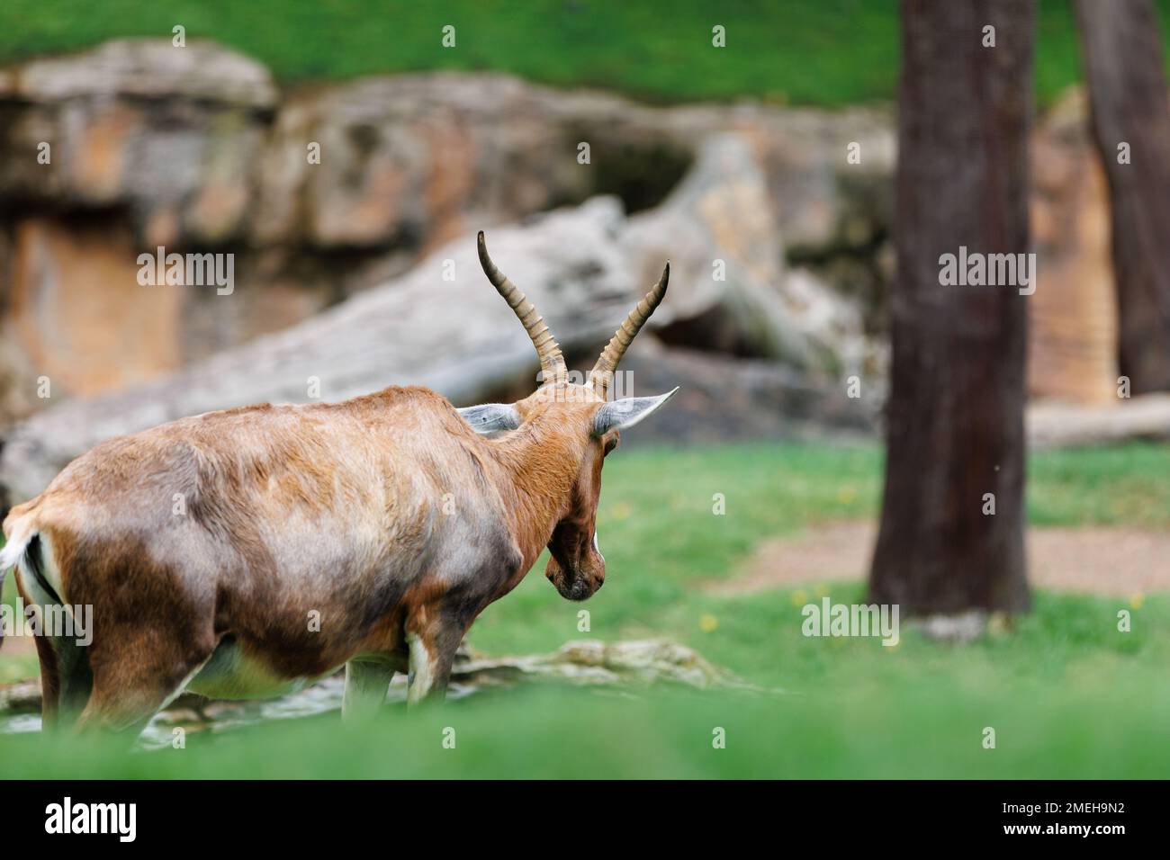 Common Waterbuck: Antelope Mammal Animal of Africa Stock Photo - Alamy