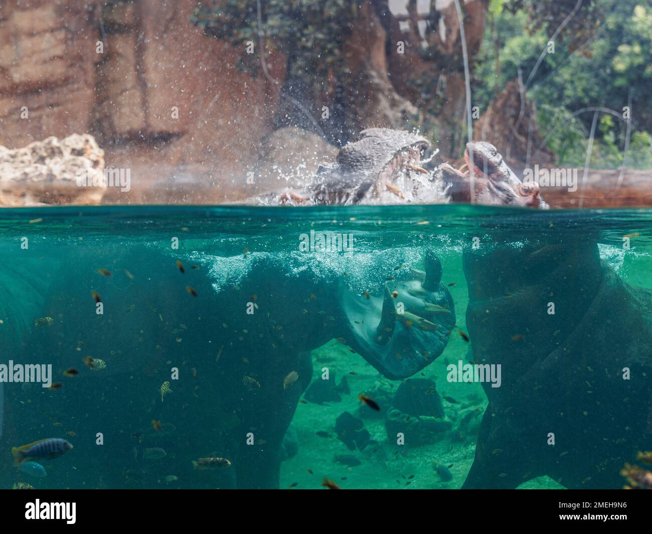 Inside a hippopotamus hi-res stock photography and images - Alamy