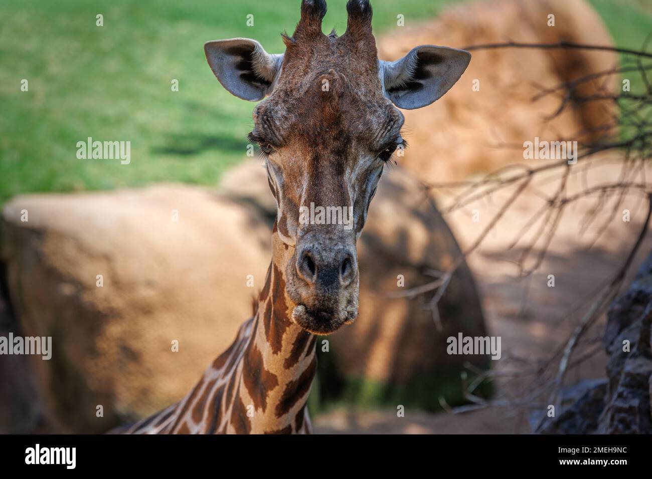 Giraffe portrait seen in hi-res stock photography and images - Alamy