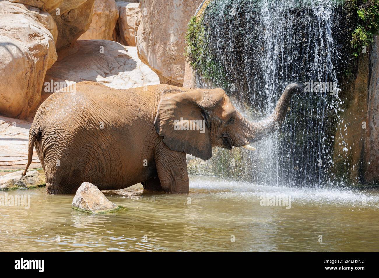Elephant Cooling off Under a Waterfall Stock Photo - Alamy