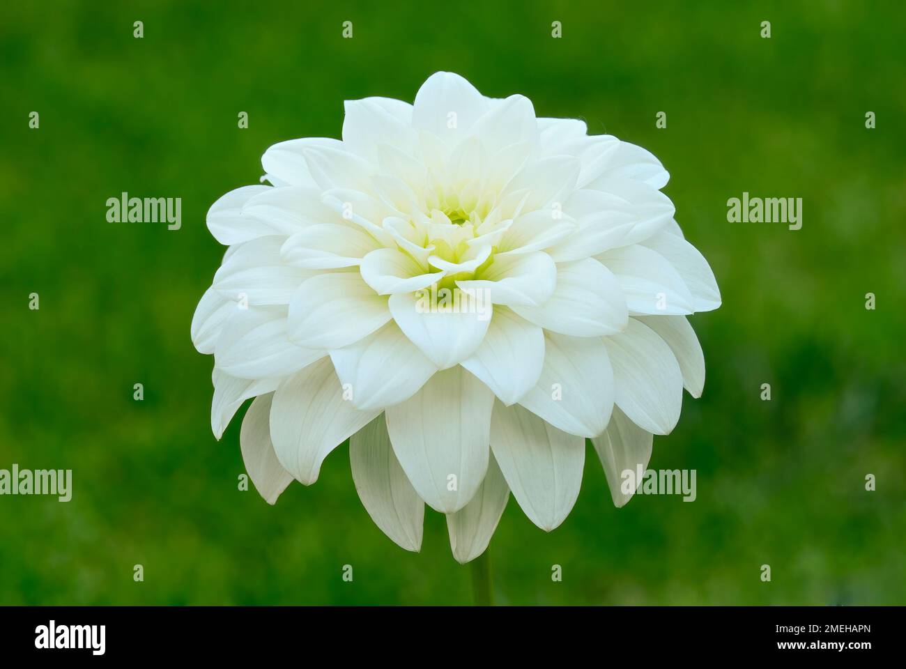 Large white dahlia flower, closeup. In a ornamental garden. Blurred ...