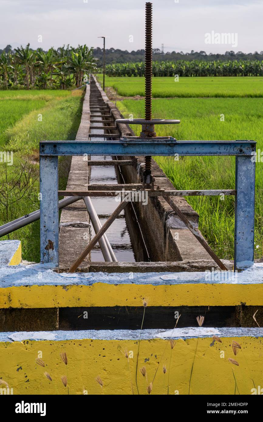 Water irrigation at the rice paddy field Stock Photo - Alamy