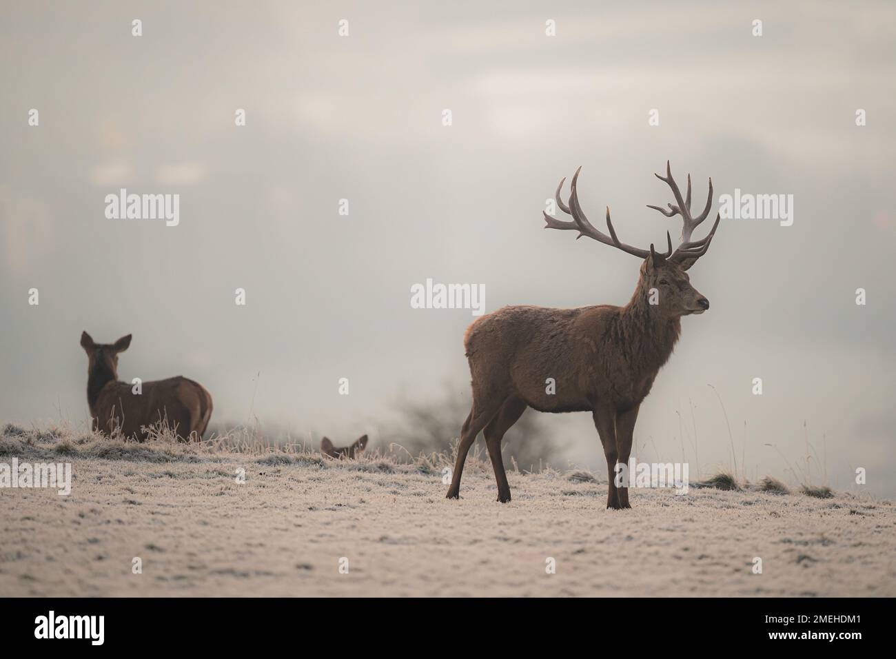 Ashton frost Banque de photographies et d’images à haute résolution - Alamy