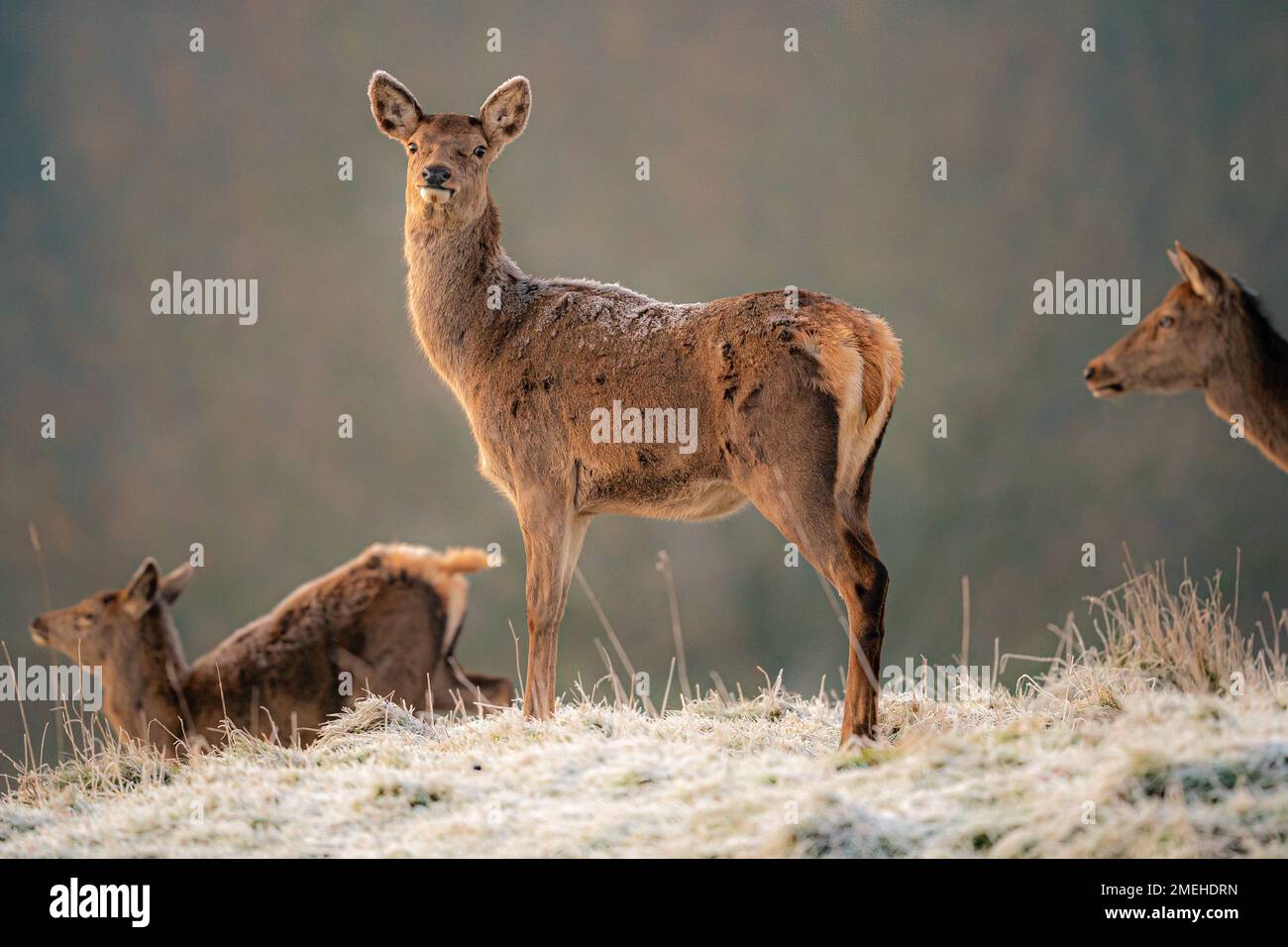 A deer has frost on its back as it grazes during sunrise at Ashton ...