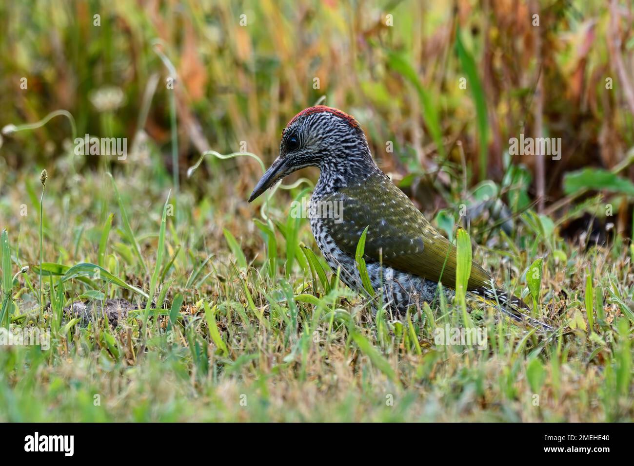 European green woodpecker standing in the grass. Looking for food ...