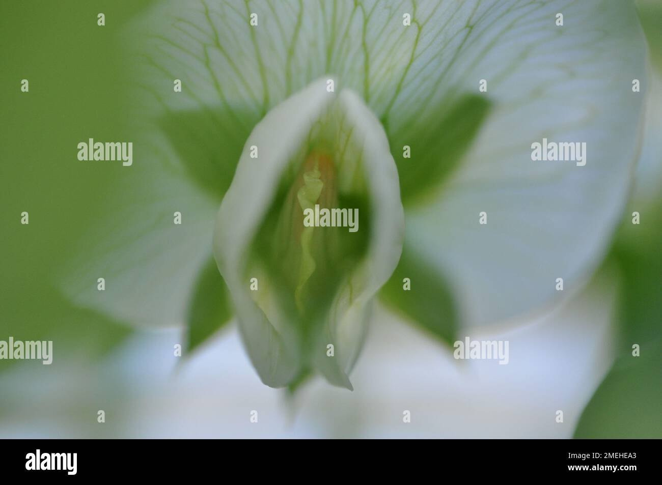 inside a pea flower in the vegie garden Stock Photo - Alamy