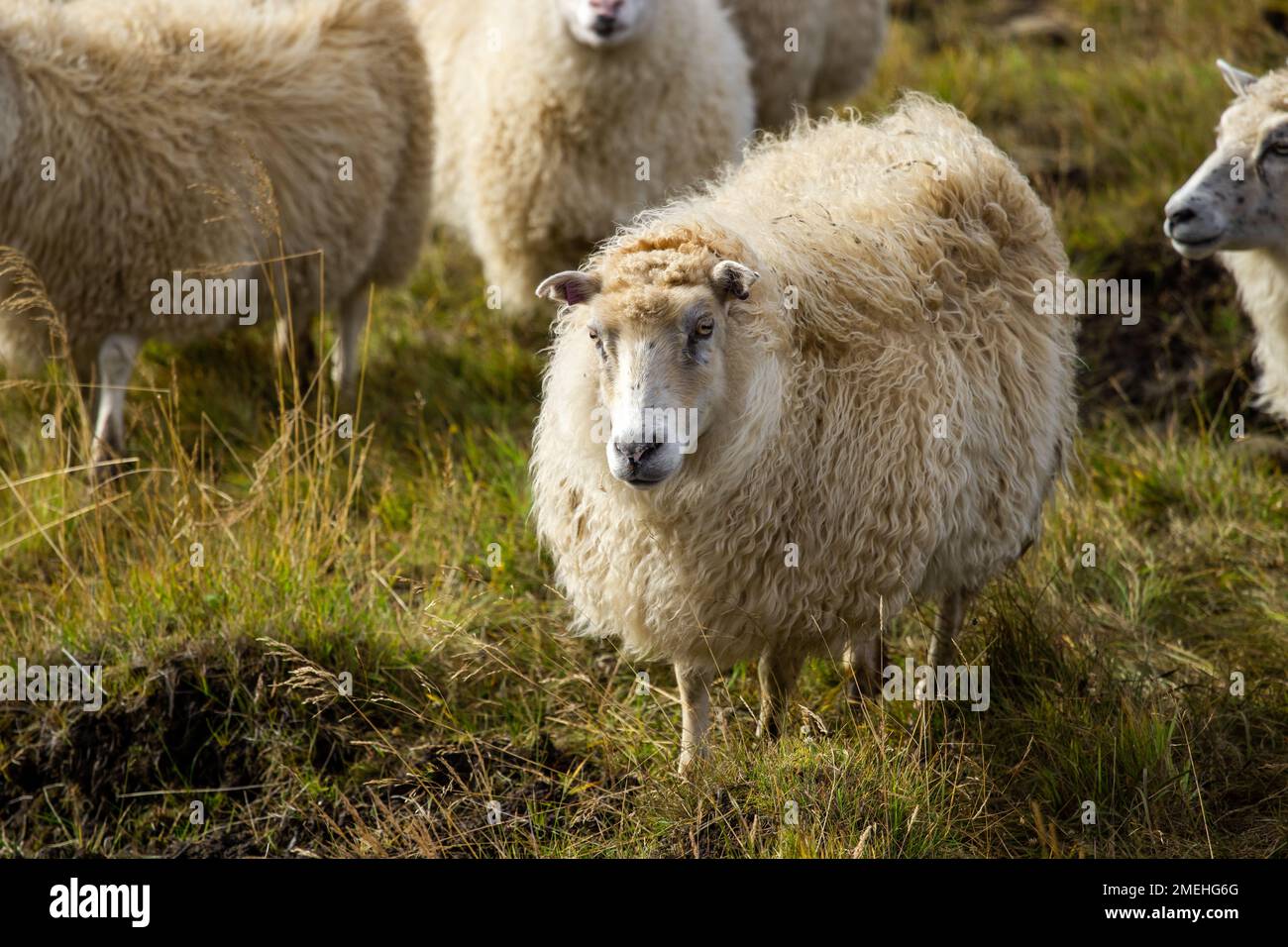Icelandic sheep graze in the meadow near Ocean, Group of domestic ...