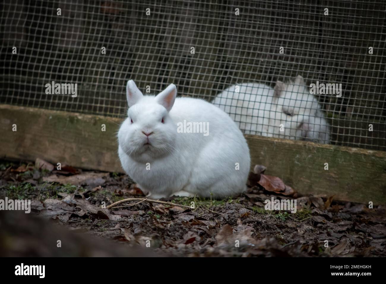 Bad rabbits hi-res stock photography and images - Alamy