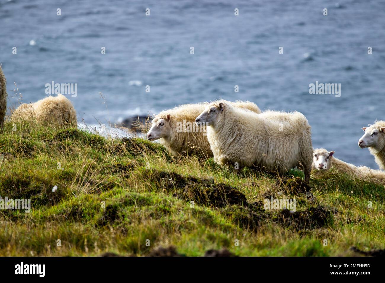 Icelandic sheep graze in the meadow near Ocean, Group of domestic ...