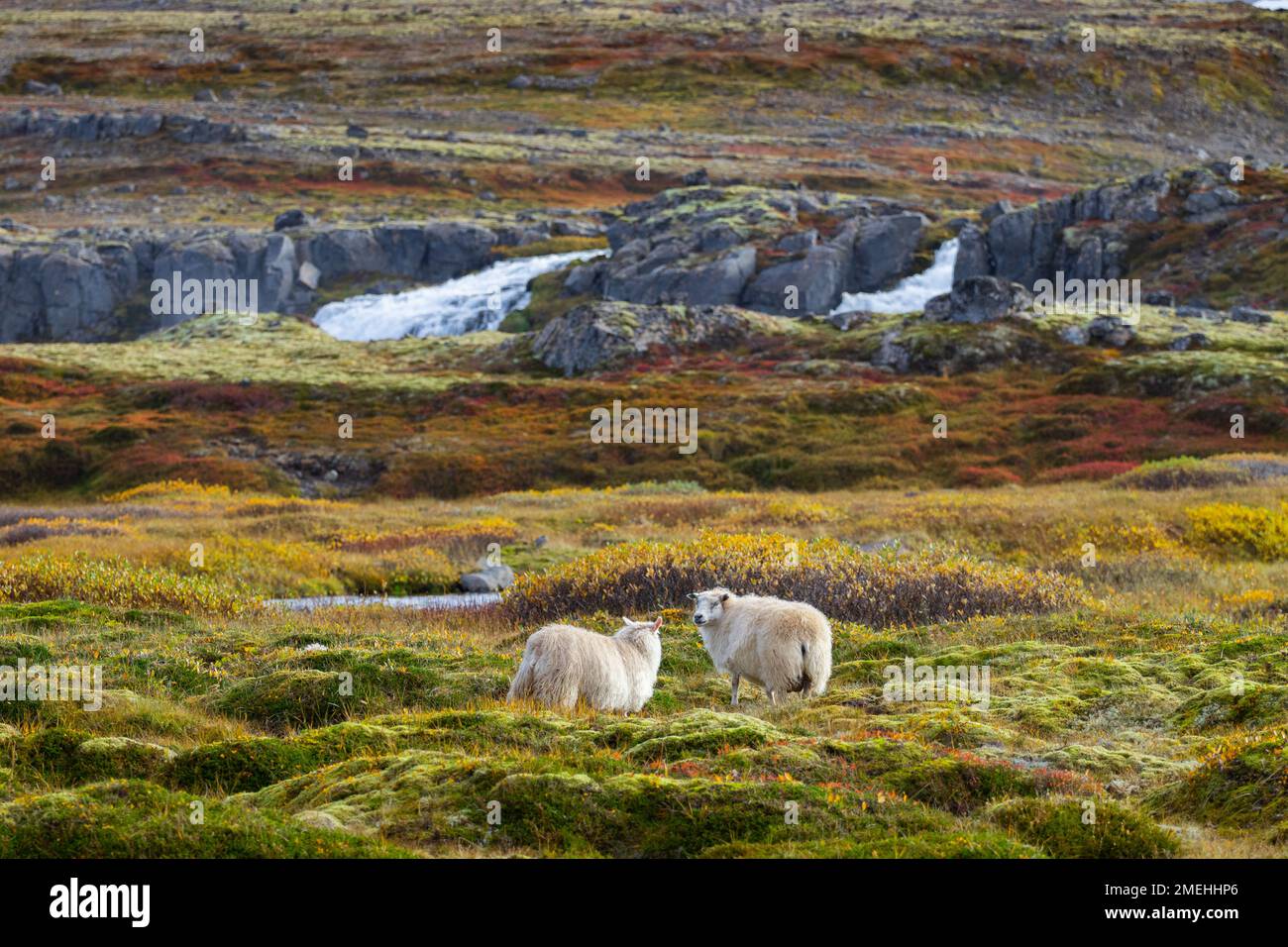 Beautiful Mountain Scenery, Sheep graze in the highlands. Colourful ...