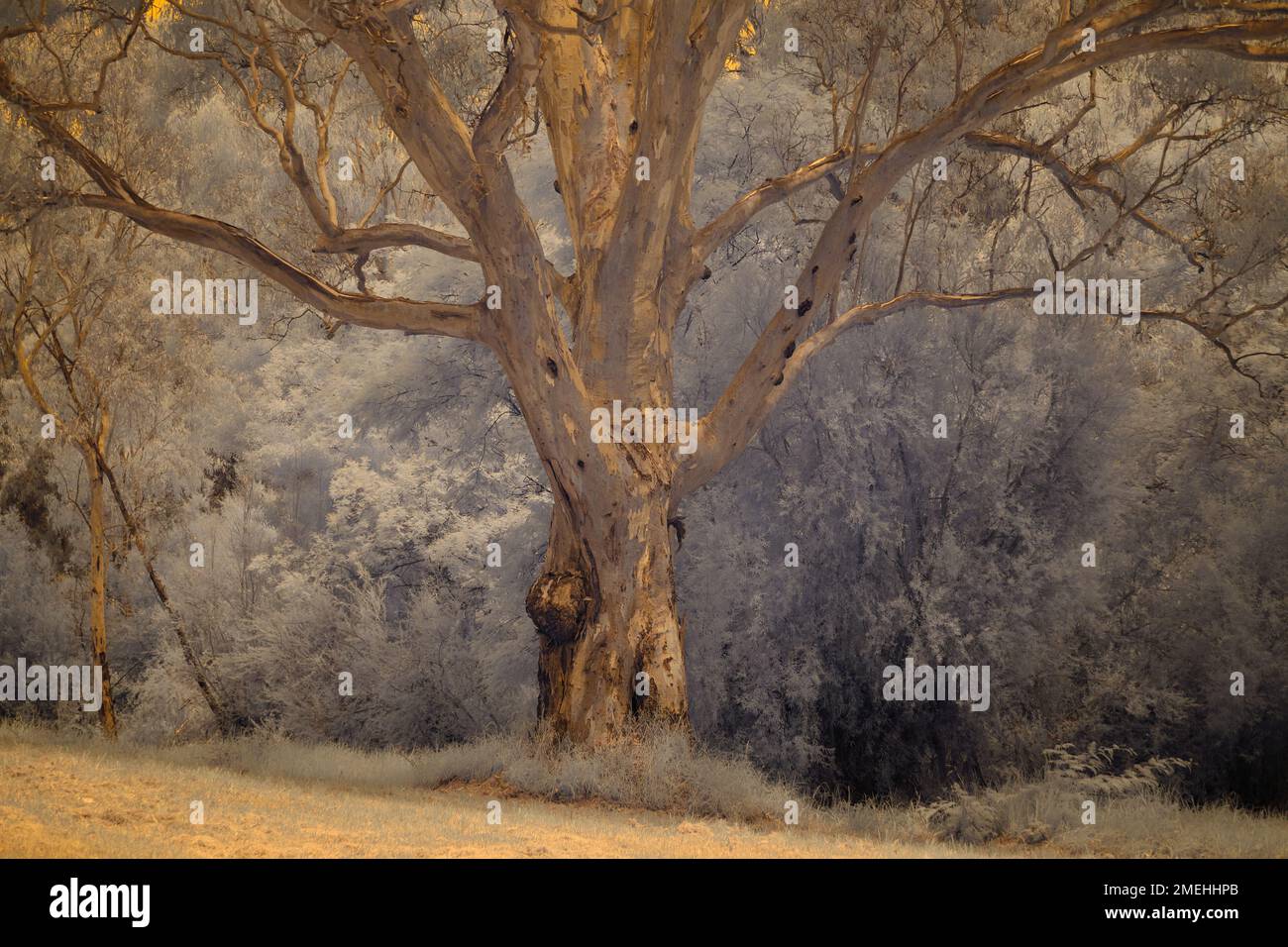 Australian blue gum tree hi-res stock photography and images - Alamy