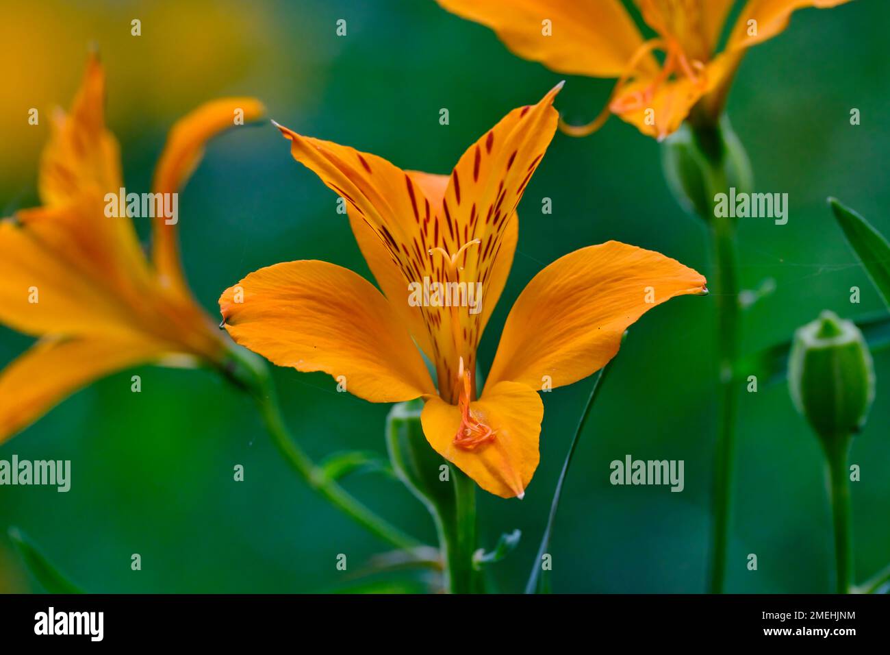 Peruvian lily lily hi-res stock photography and images - Alamy