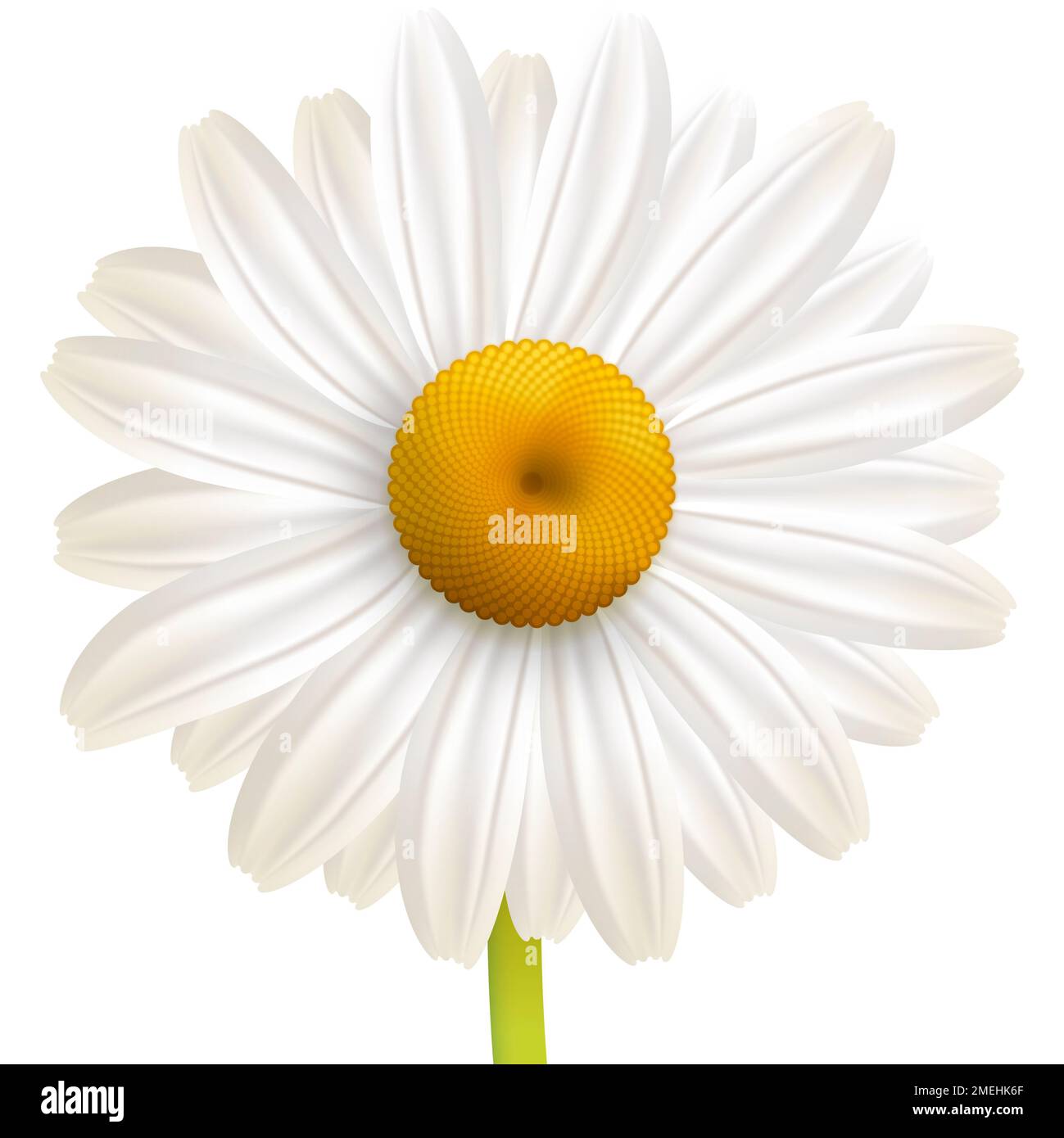 Realistic illustration of a daisy isolated on a white background Stock ...