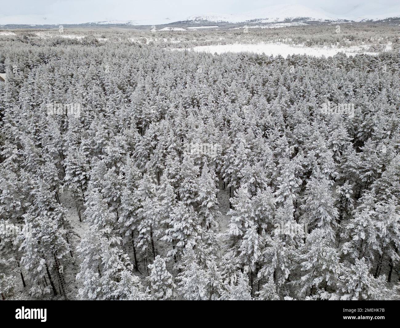 Aerial view of snow covered trees in Rothiemurchus forest in Cairngorms ...