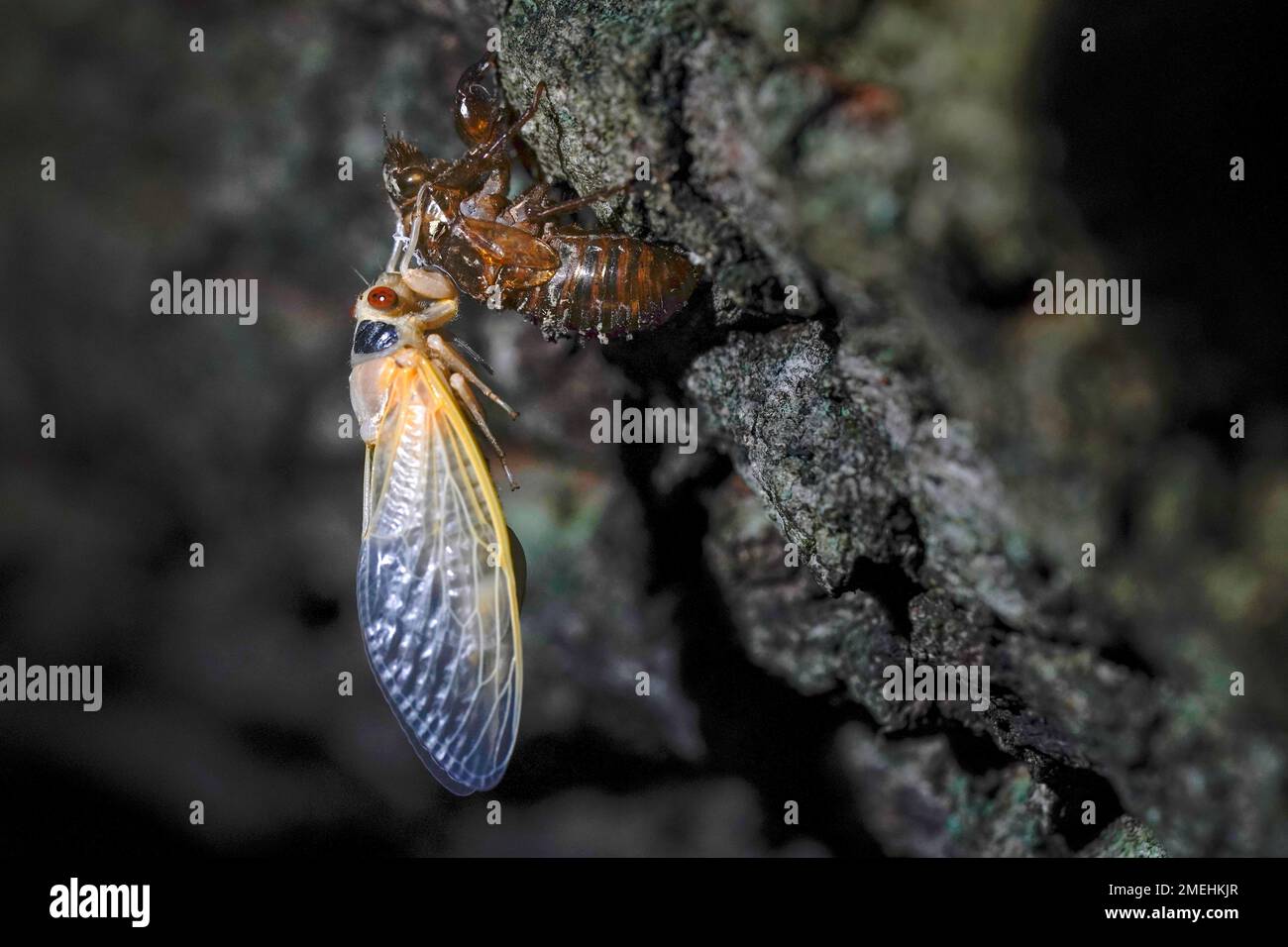 An adult cicada rests after shedding its nymphal skin, on the bark of ...