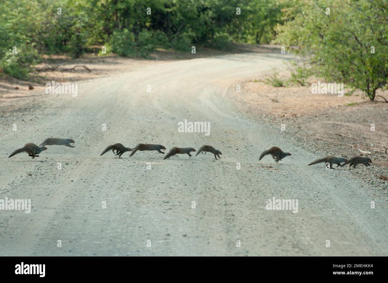 Banded Mongoose (Mungos mungo) gang running across dirt road, Kruger ...