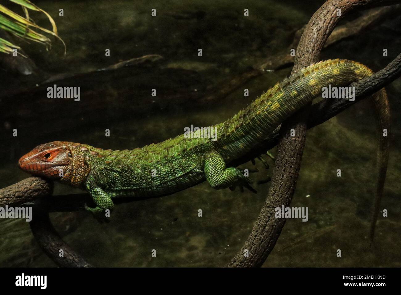 A close-up shot of a Northern caiman lizard on a branch Stock Photo - Alamy