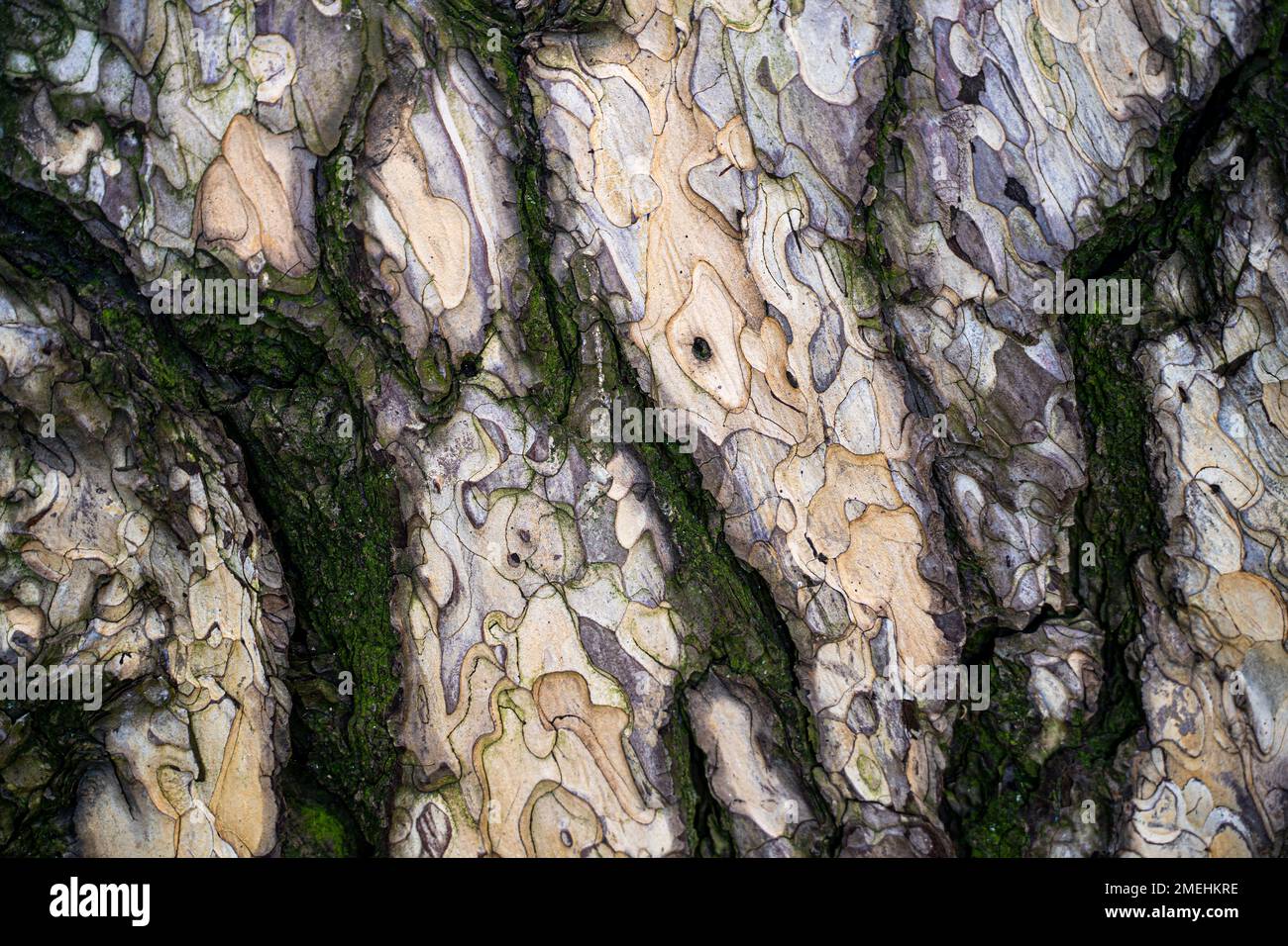 A tree trunk texture background with moss Stock Photo - Alamy