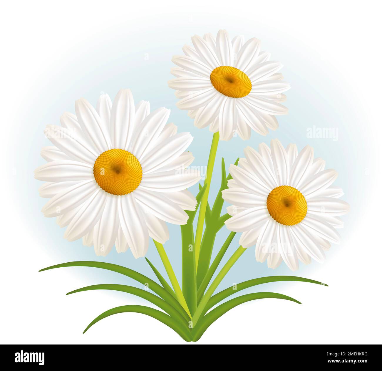 Illustration of three daisies that sprout in spring among the grass ...