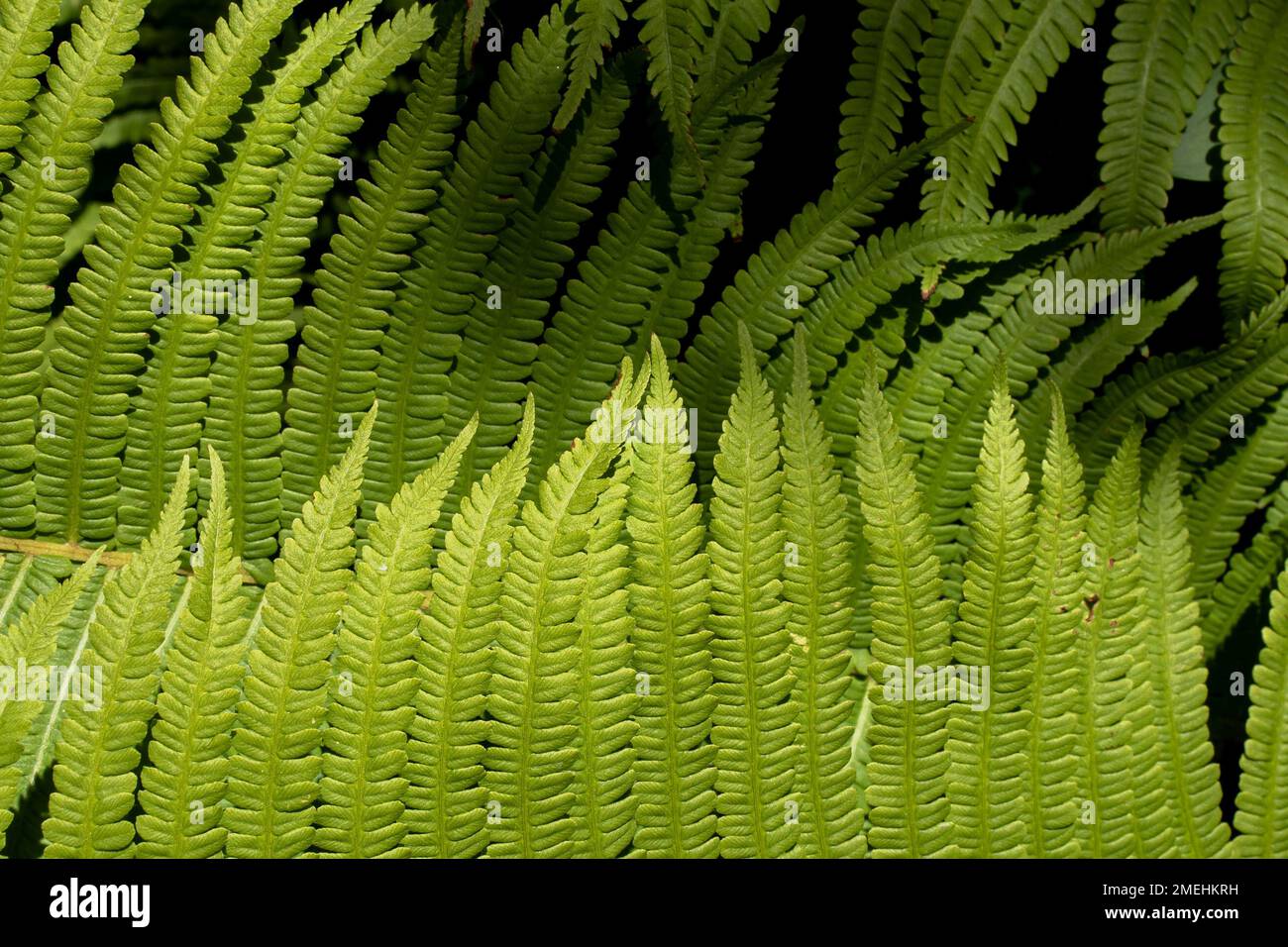 A top view of green fern plants Stock Photo - Alamy