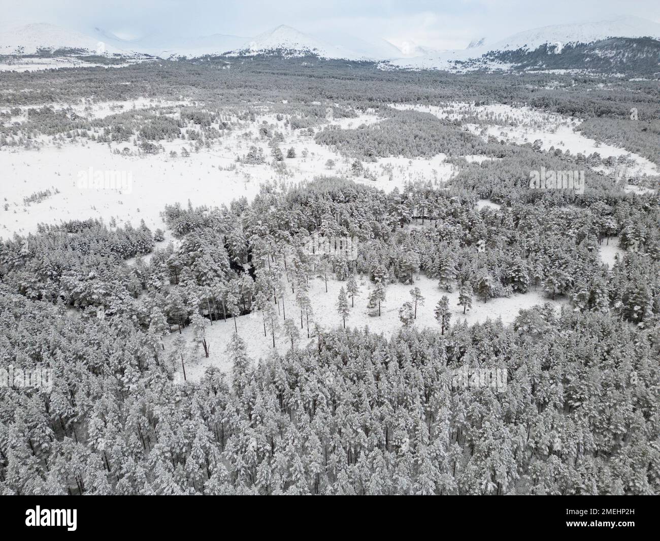 Aerial view of snow covered trees in Rothiemurchus forest in Cairngorms ...