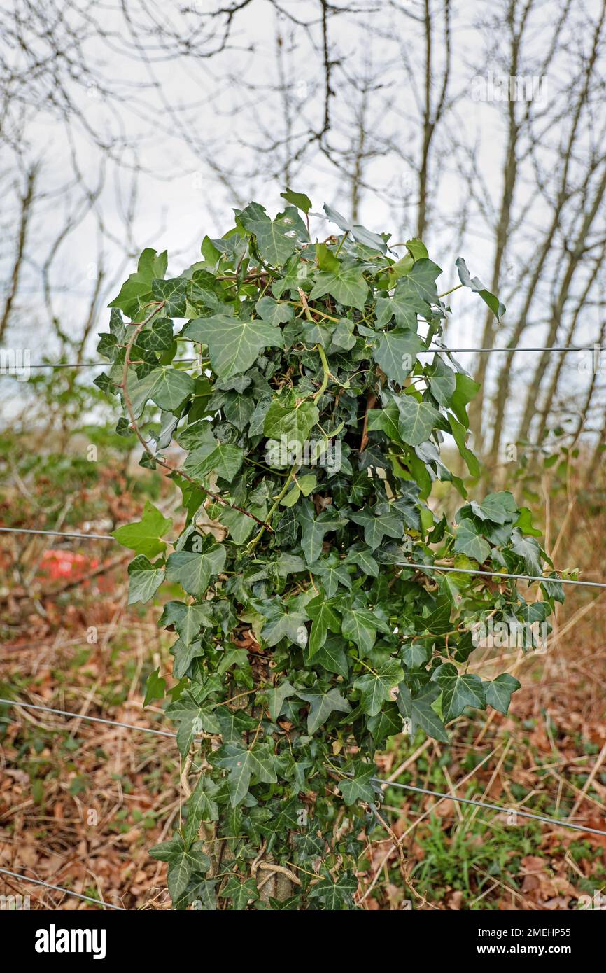 Ivy growing up a fence post in the countryside Stock Photo - Alamy