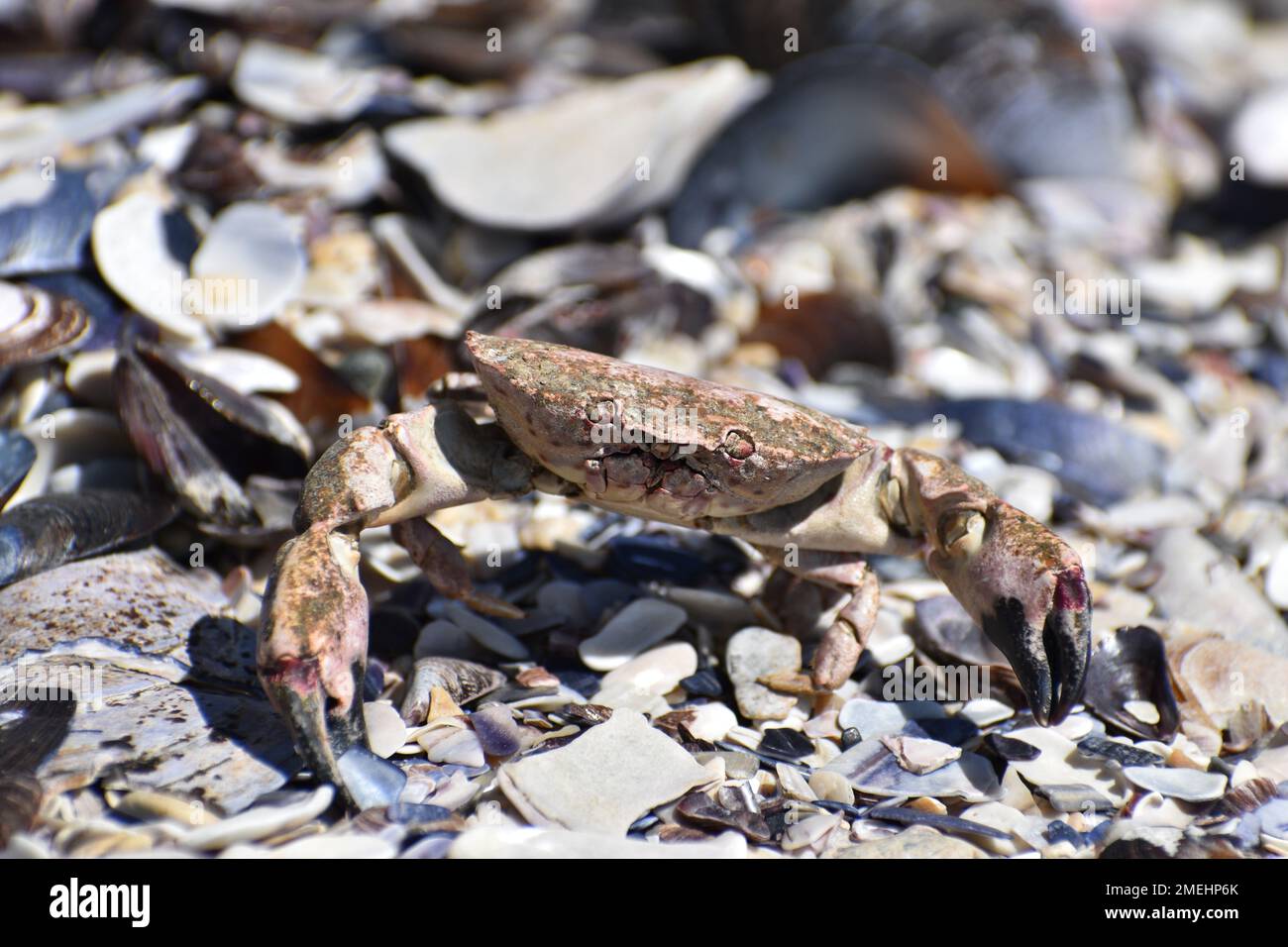 Clams on the beach hi-res stock photography and images - Alamy