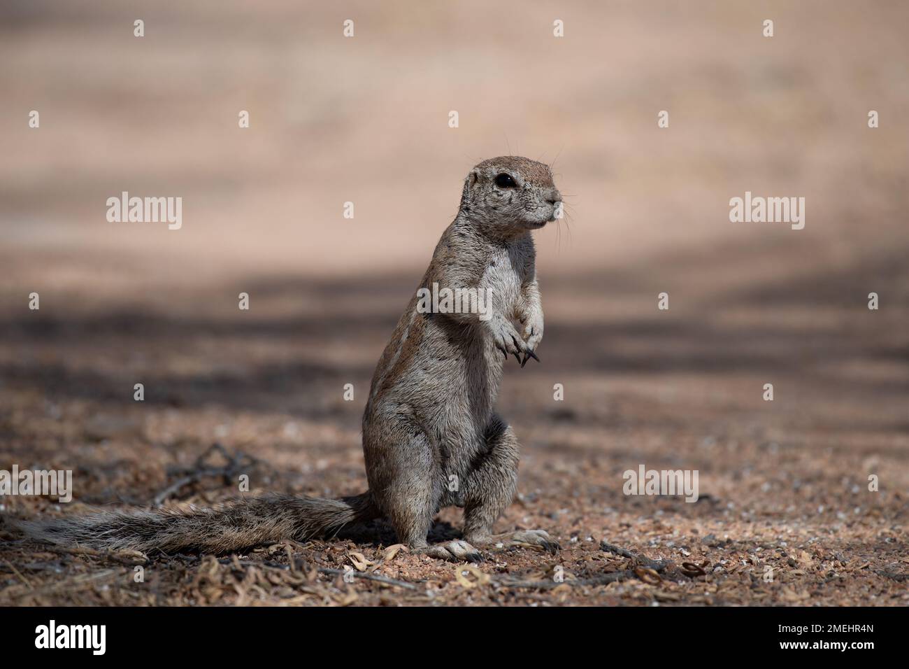 Cape ground squirrel, Xerus inauris, Sciuridae, Namibia, Africa Stock ...