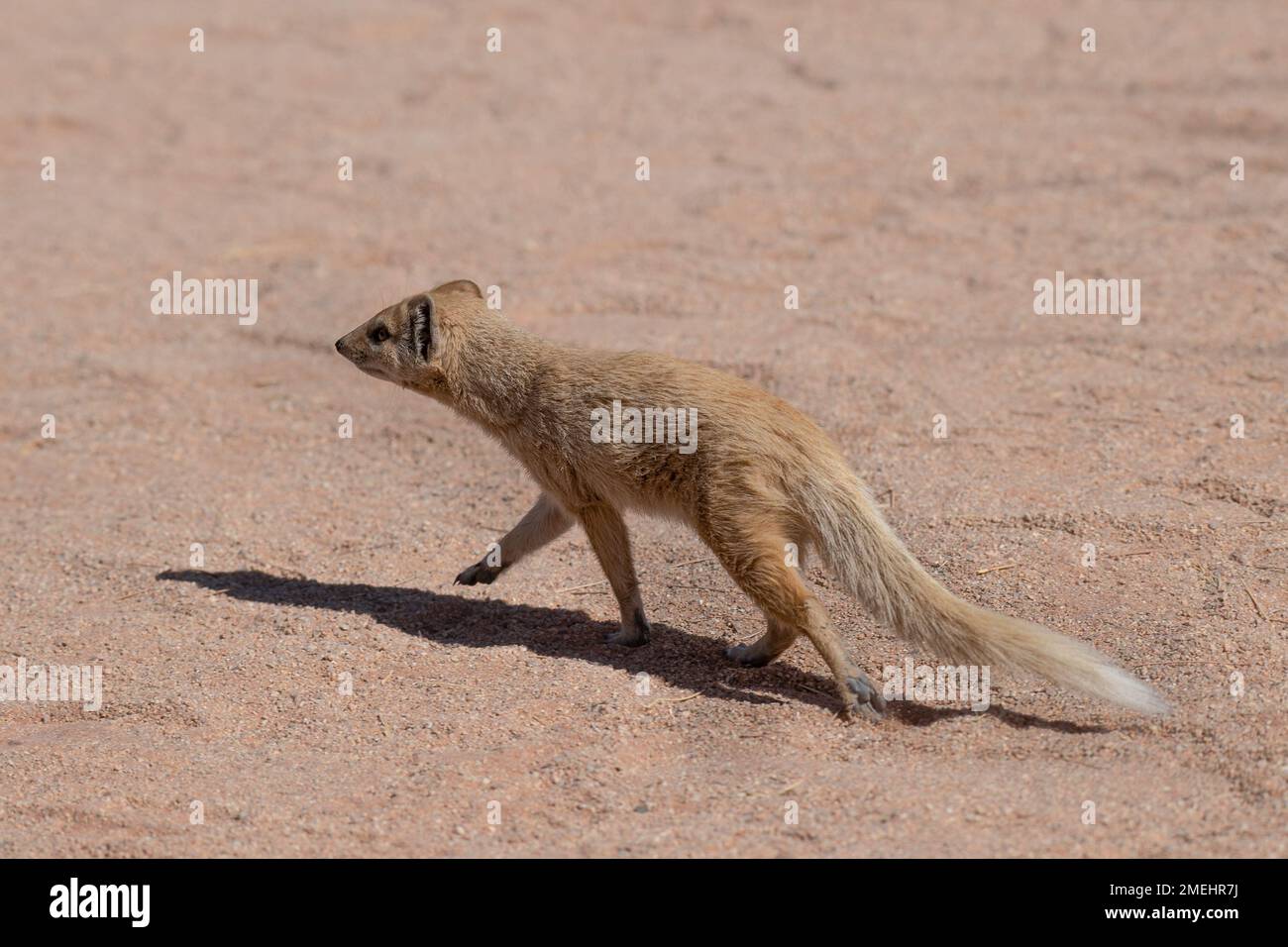 Yellow mongoose , Cynictis penicillata, Herpestidae, Namib Desert ...