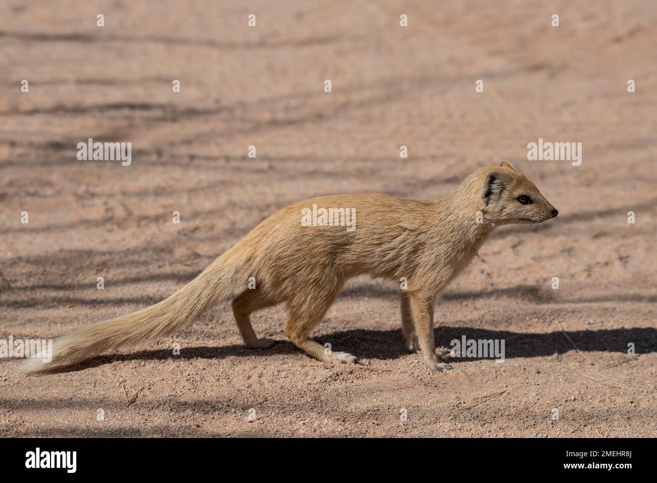 Yellow mongoose , Cynictis penicillata, Herpestidae, Namib Desert ...
