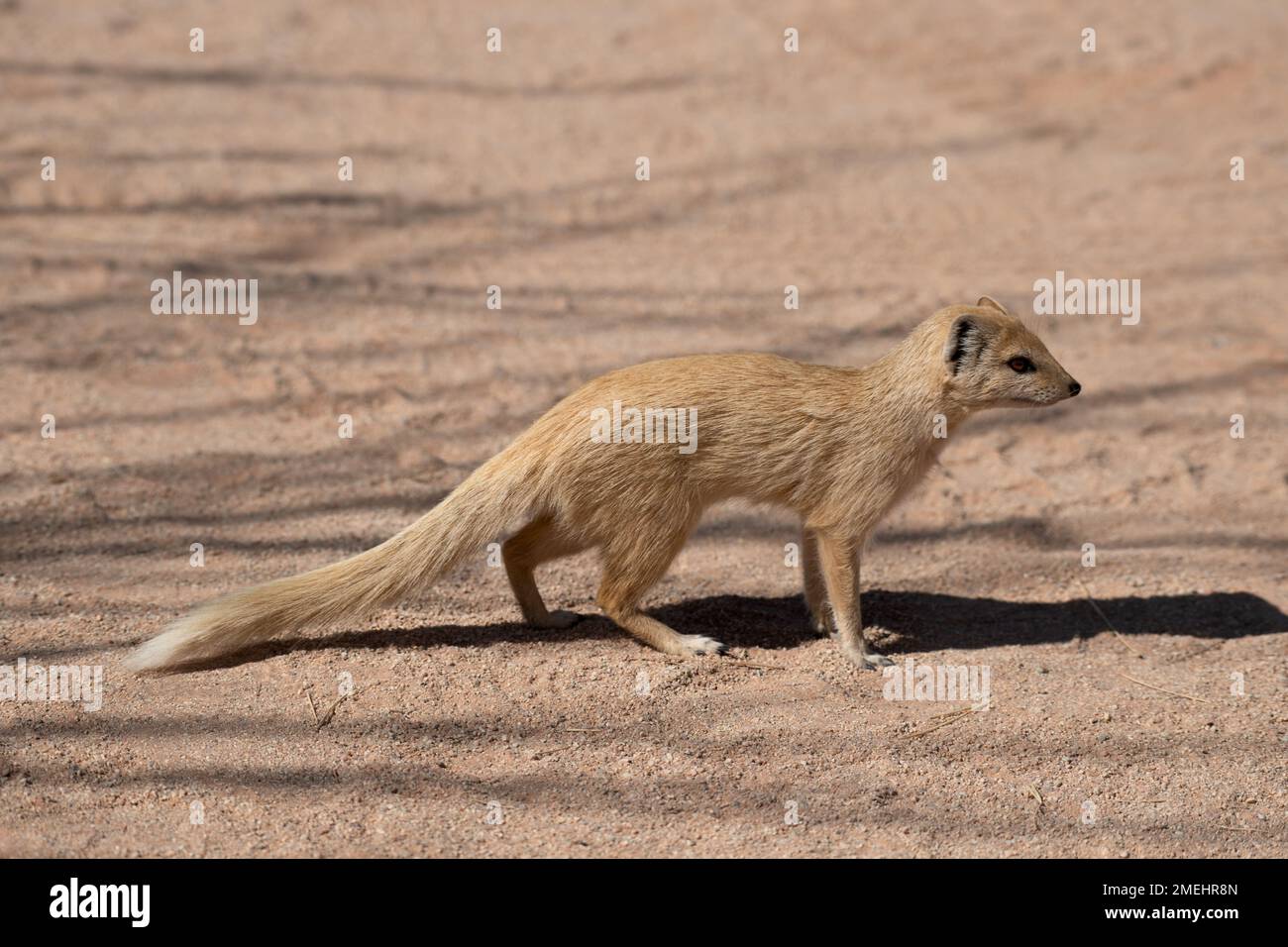 Yellow mongoose , Cynictis penicillata, Herpestidae, Namib Desert, Namibia, Africa Stock Photo ...