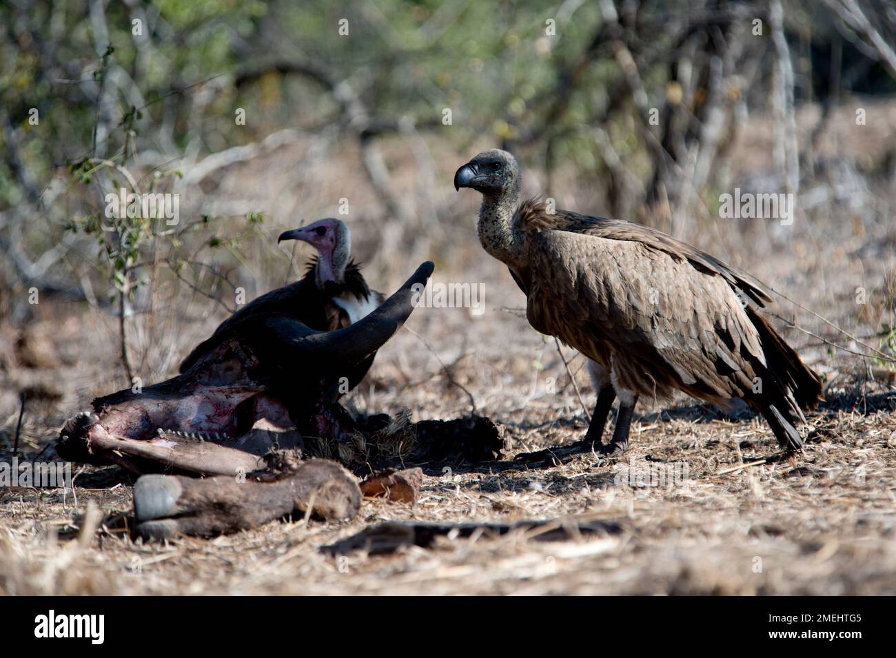Whitebacked Vulture (Gyps africanus), Critically Endangered, scavenging ...