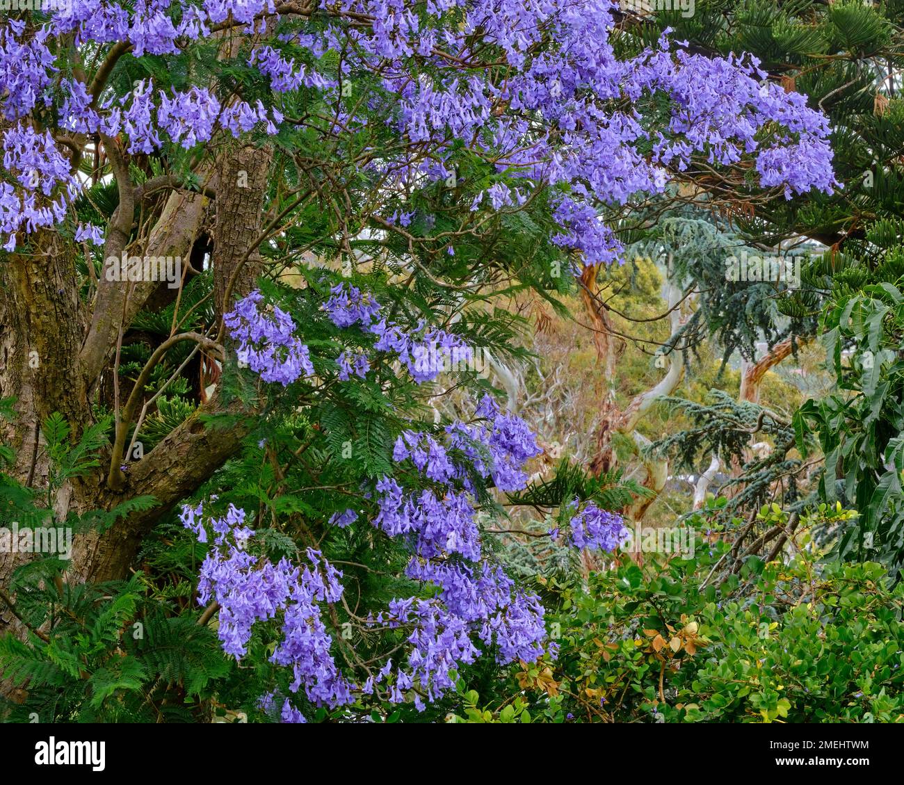 Jacaranda tree purple flowers hi-res stock photography and images - Alamy