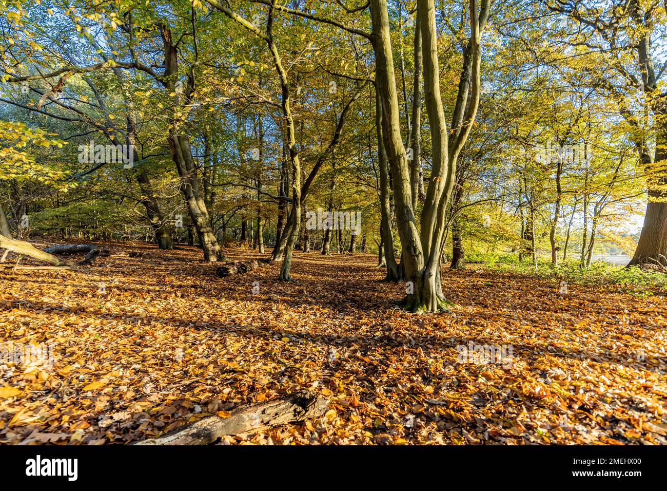 High barnet park hi-res stock photography and images - Alamy