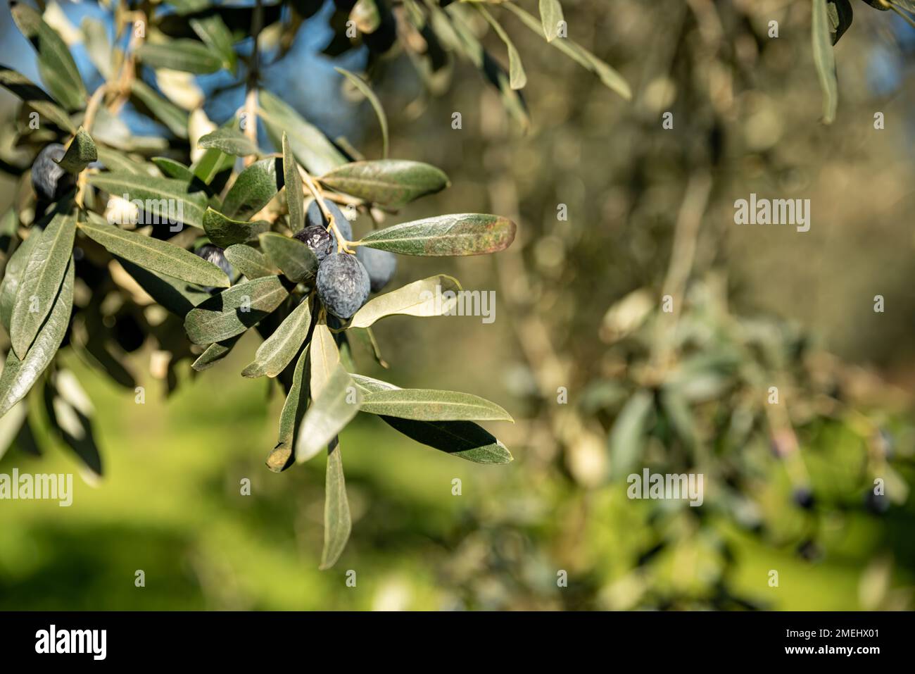 Olive oil trees full of olives.olive harvest , traditional olive ...