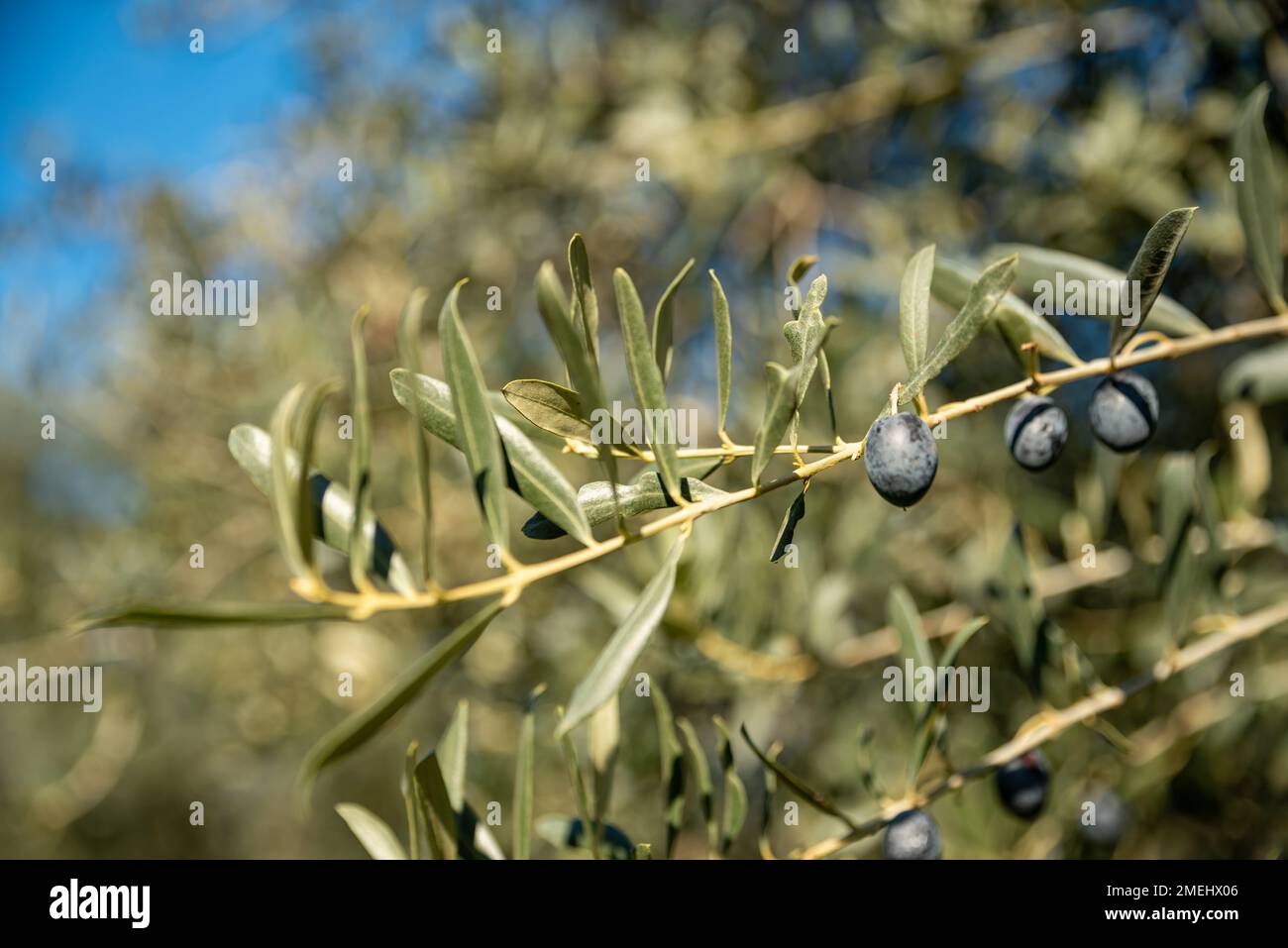 Olive oil trees full of olives.olive harvest , traditional olive ...