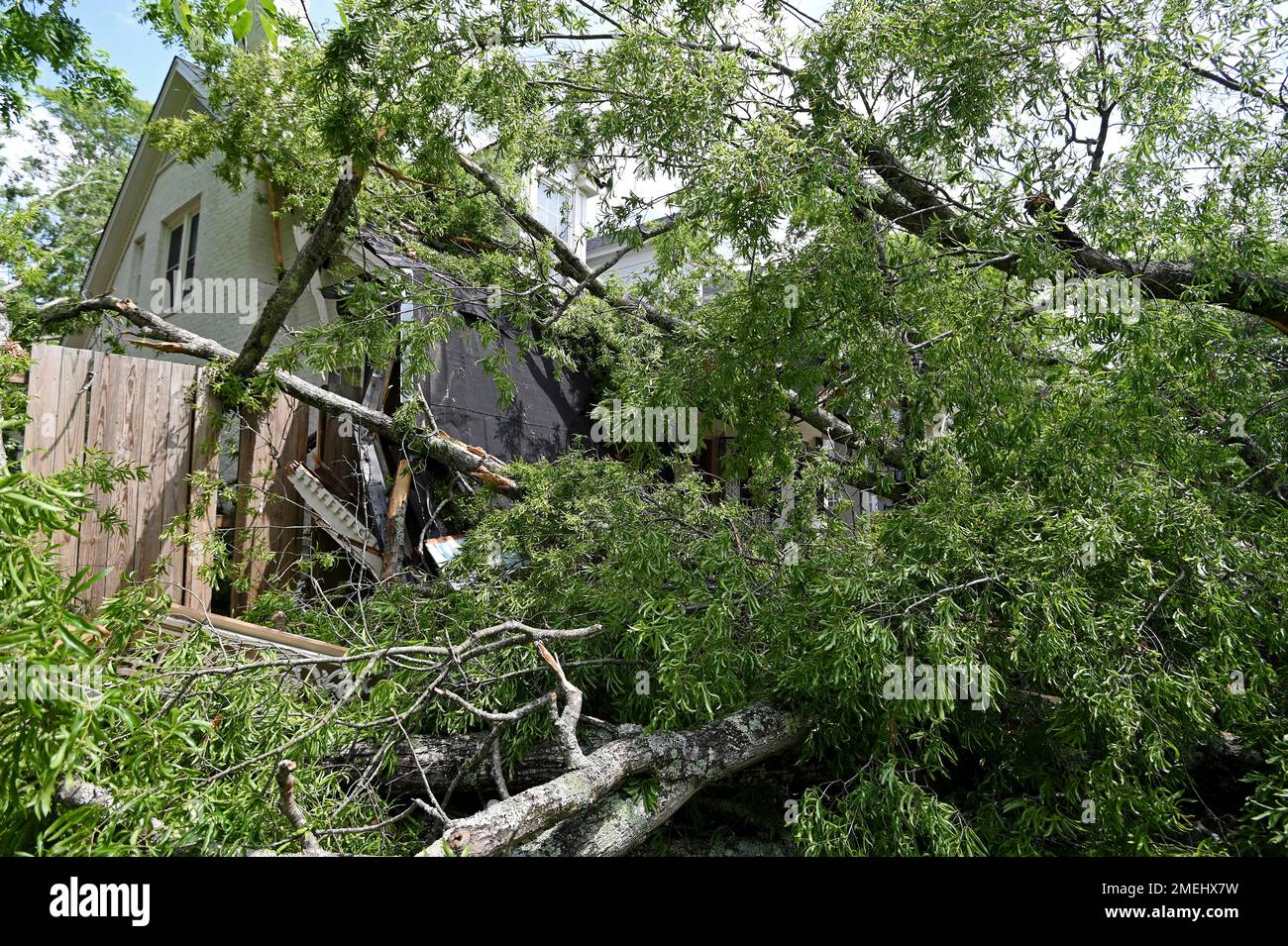 CORRECTS BYLINE TO THOMAS GRANING, NOT ROGELIO V. SOLIS - An uprooted ...