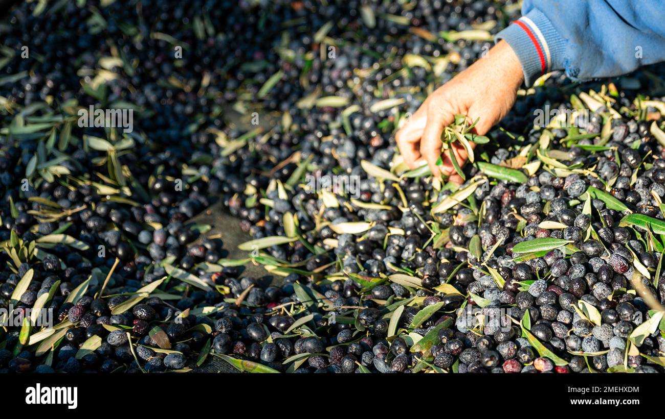 Olive picking time , Peasant Hands during Olives Harvesting , Farmer ...