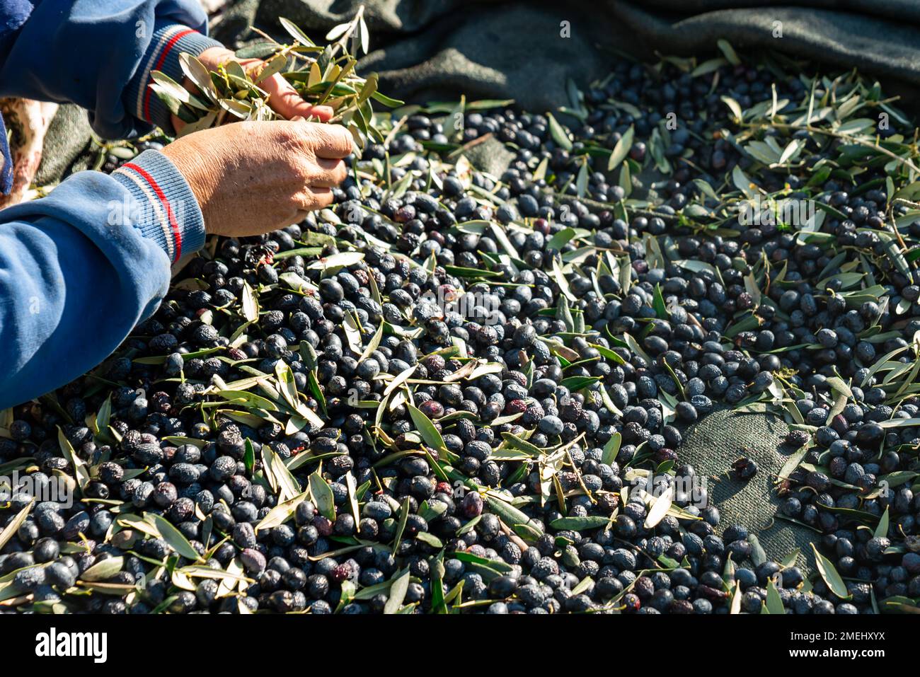 Olive picking time , Peasant Hands during Olives Harvesting , Farmer ...