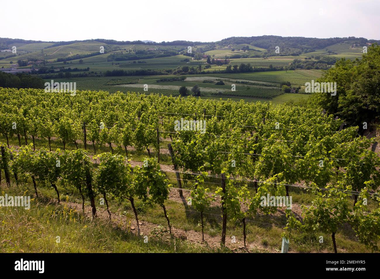 Wine groving outside the city of Cividale del Friuli Stock Photo - Alamy