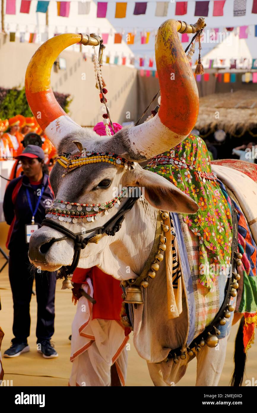 21 December 2022, Bhimthadi Jatra, Pune, India, It is about the ...