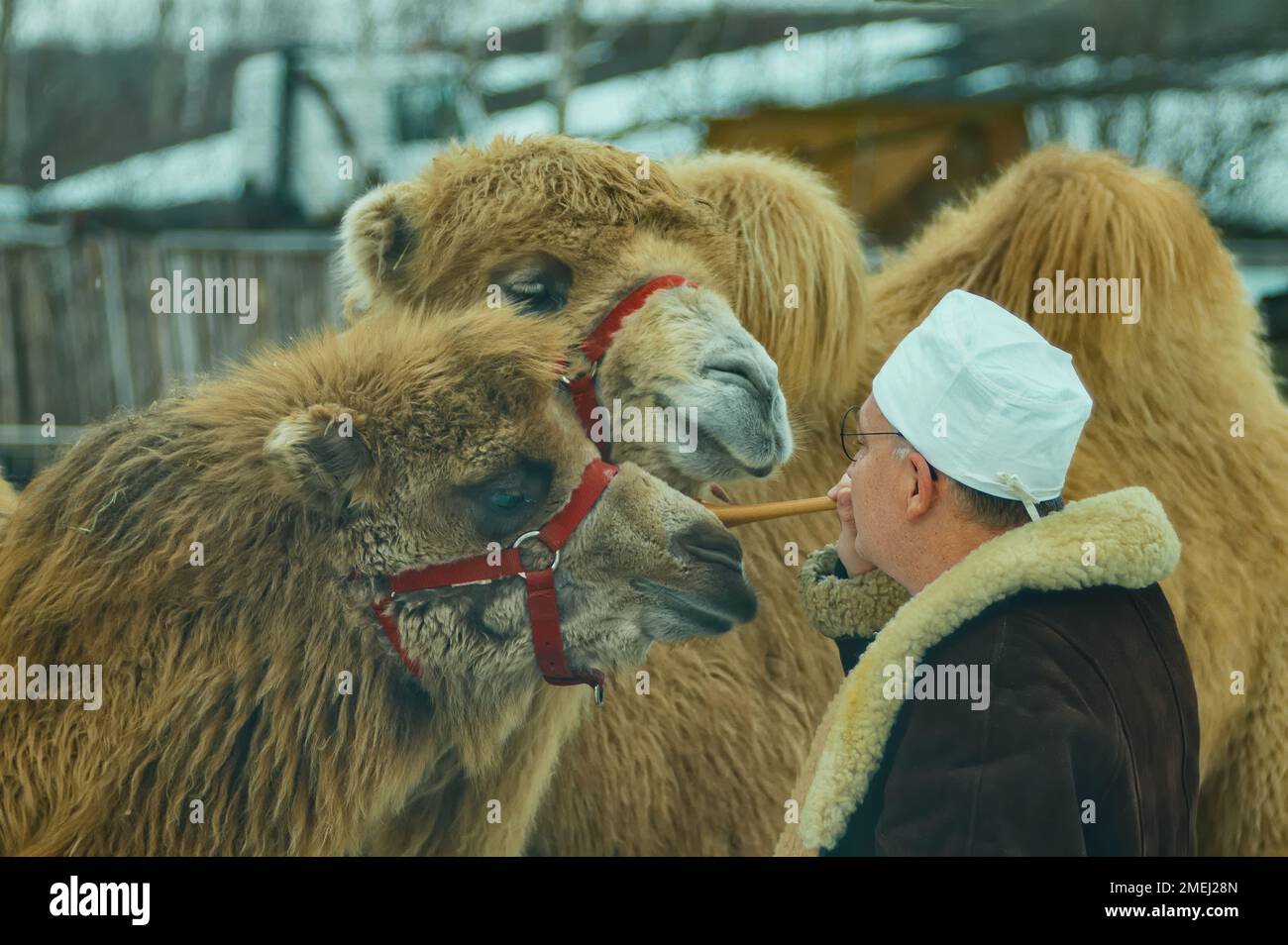 Doctor male veterinarian examines camels Stock Photo - Alamy