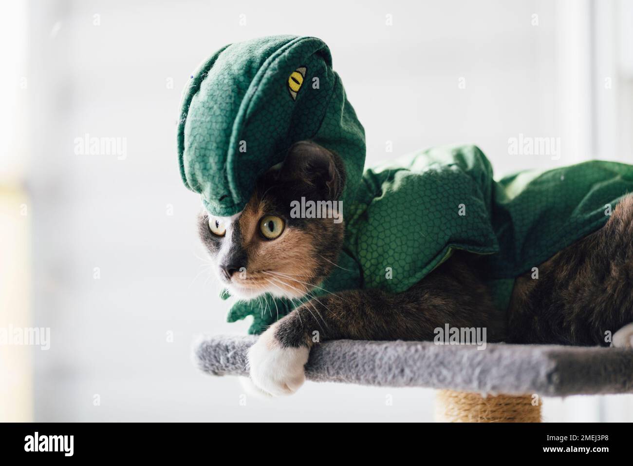 A closeup shot of a cute domestic cat in a Halloween dragon costume on ...