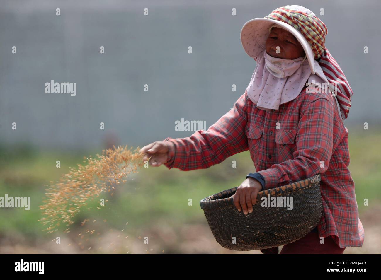 A Cambodian farmer throws rice seeds onto her paddy fields at Snoar ...
